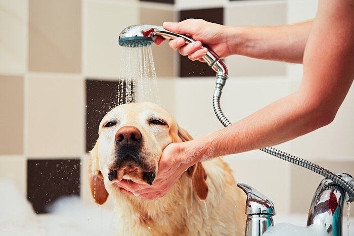 Hygiène du chien : Les gestes à ne pas négliger